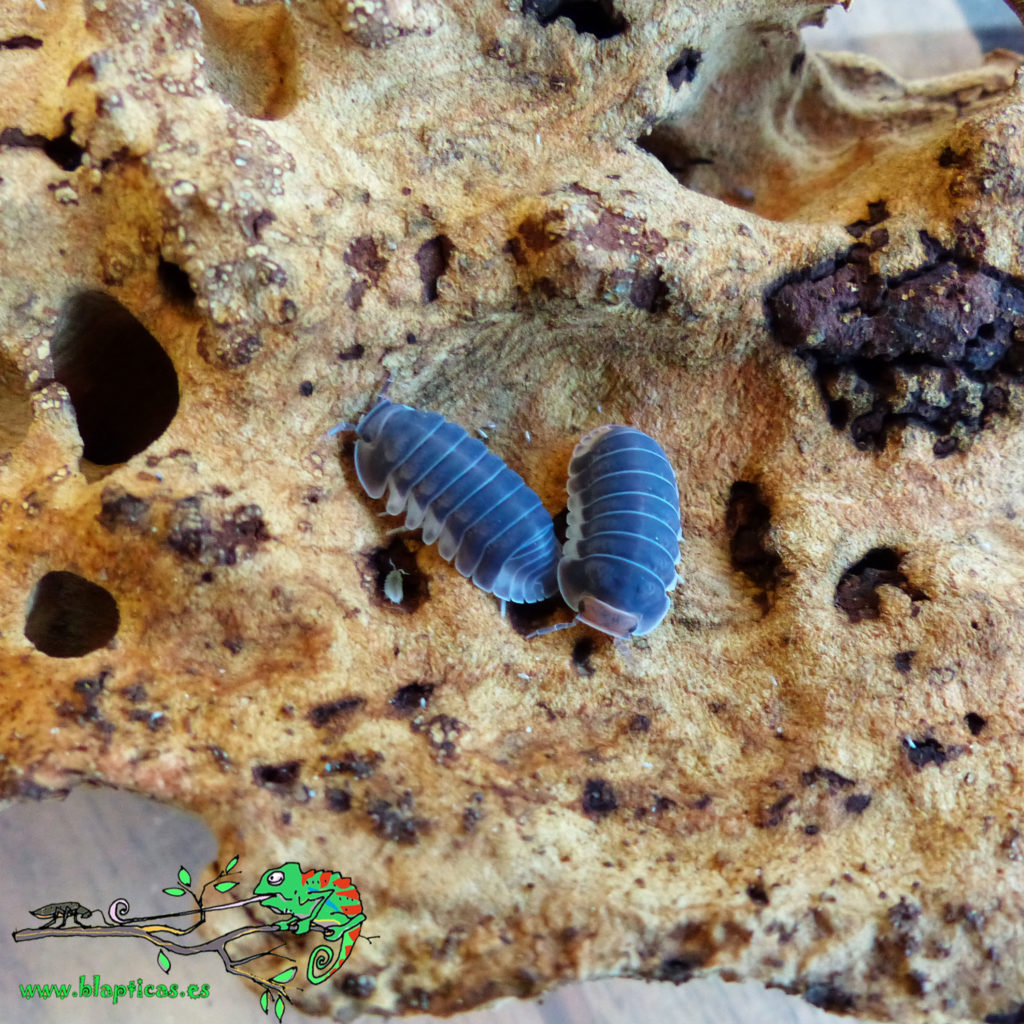 Cubaris murina “Glacier” – Blapticas