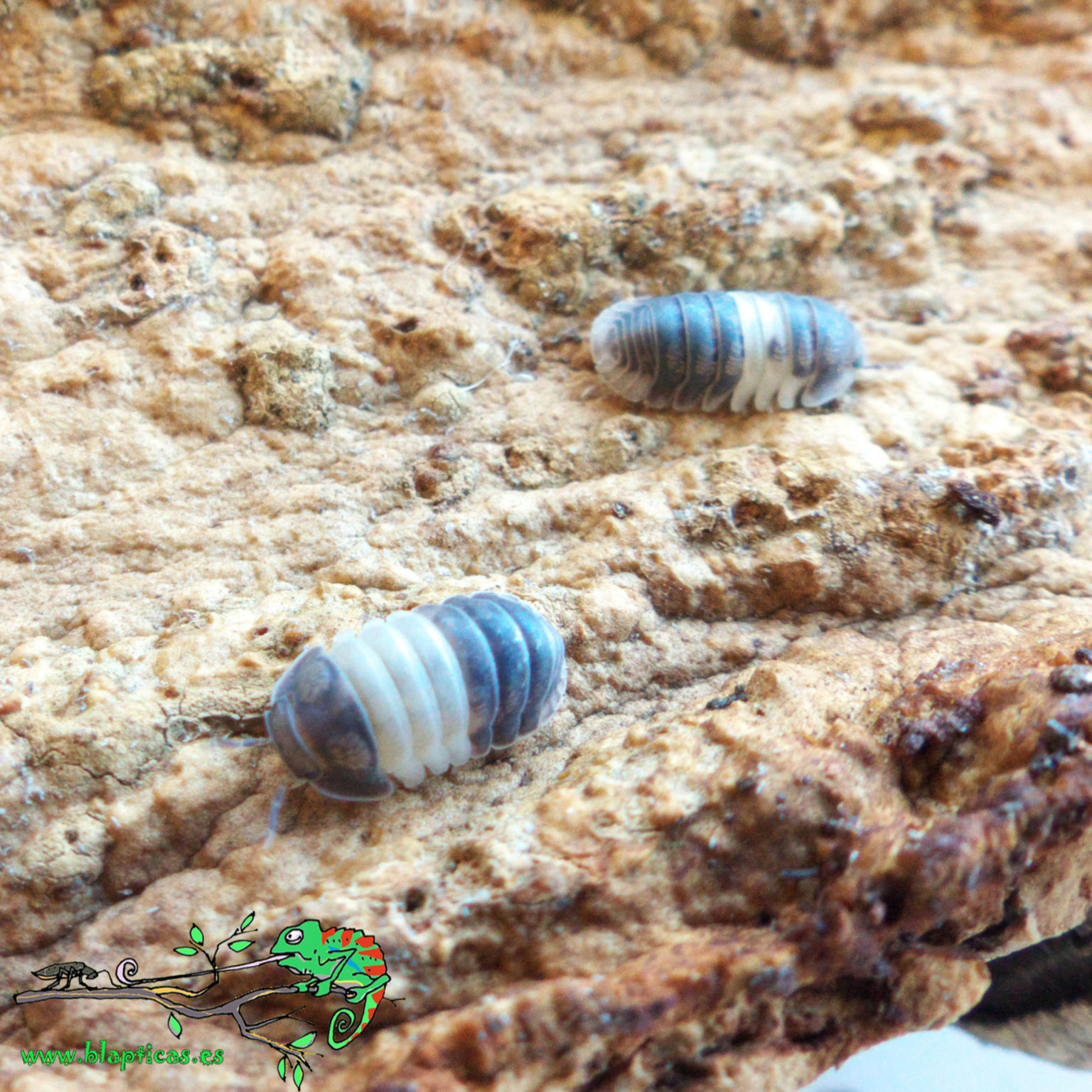 Cubaris murina “Papaya” – Blapticas