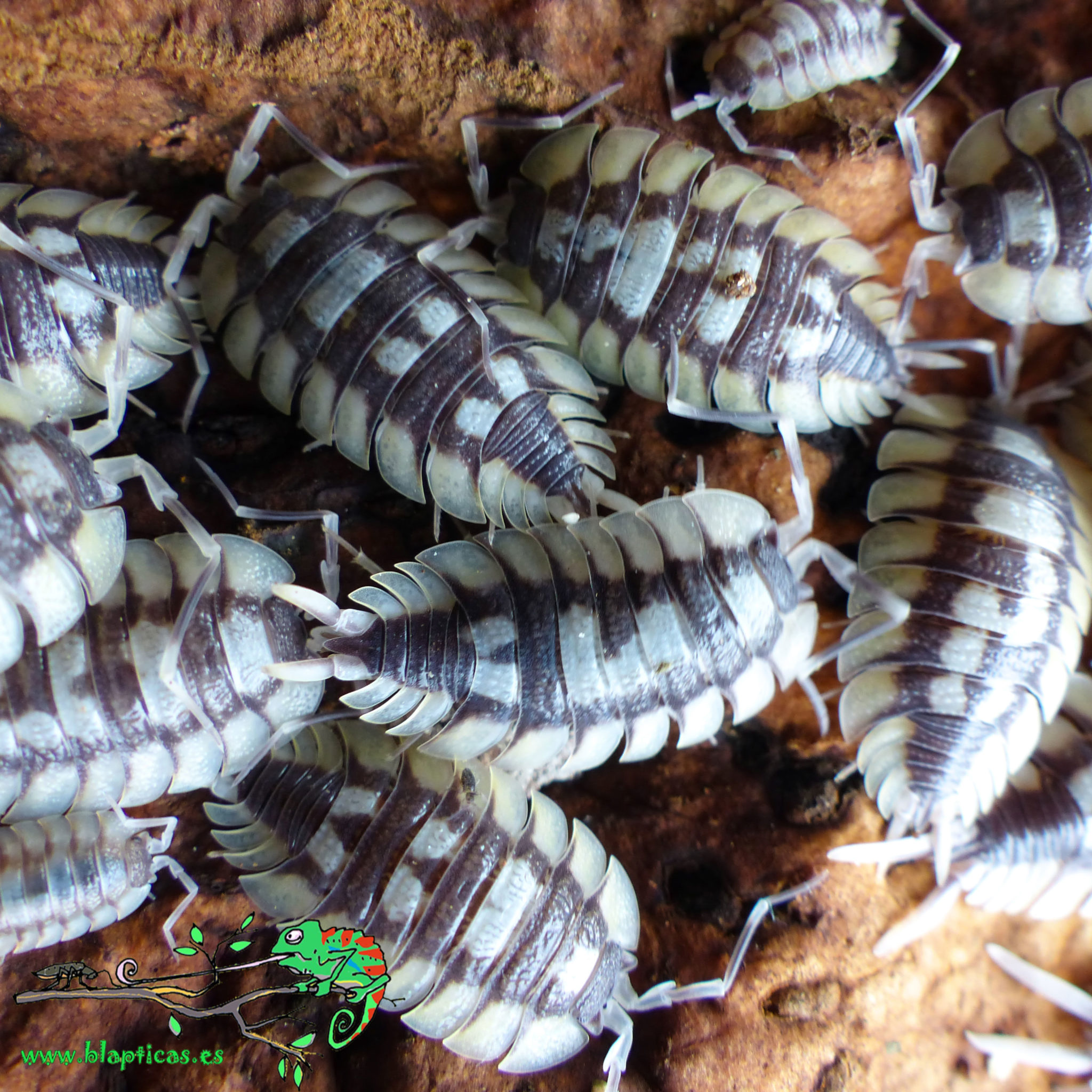Porcellio – Blapticas