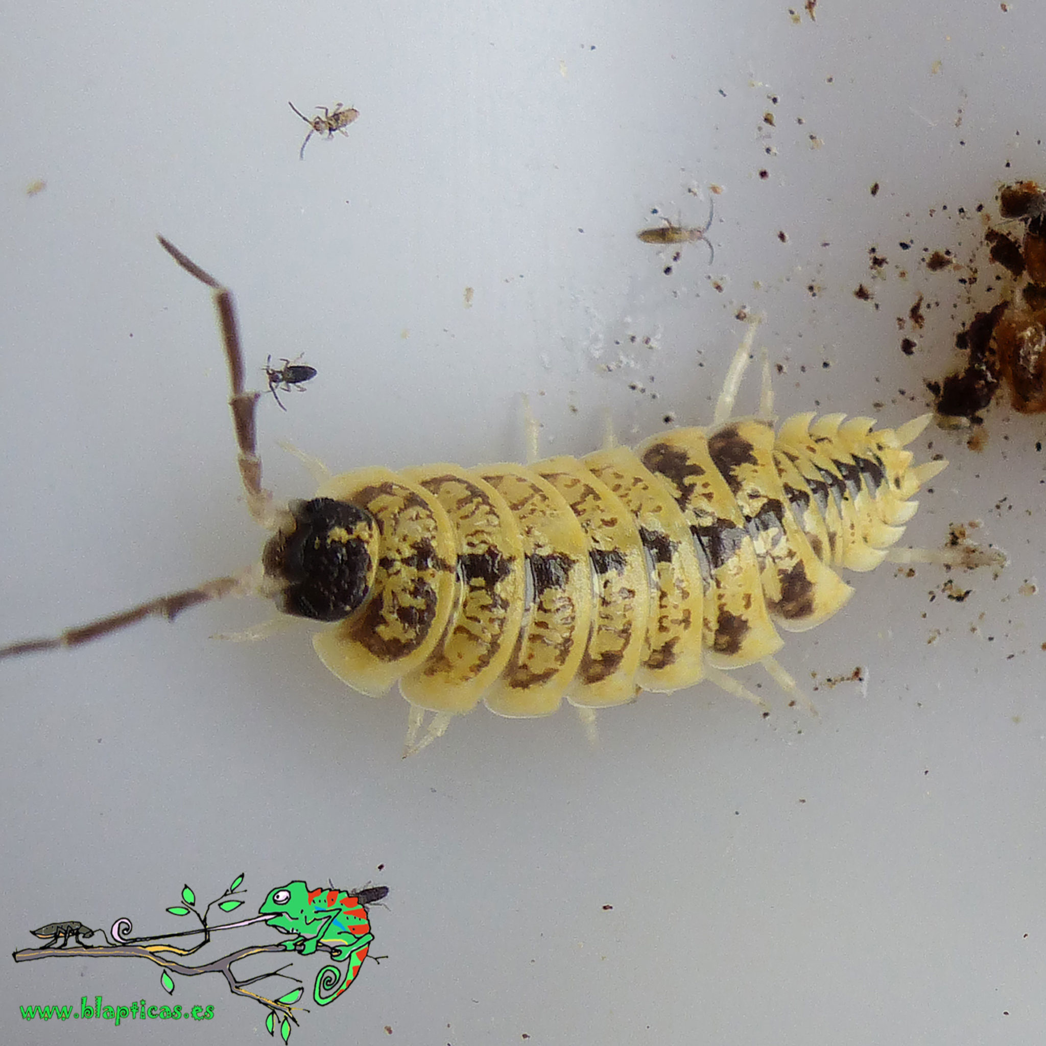 Porcellio Ornatus High Yellow – Blapticas
