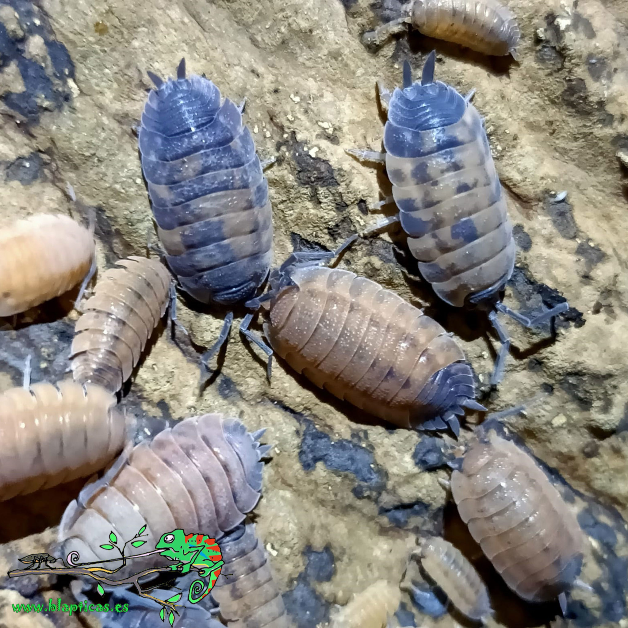 Porcellio – Página 4 – Blapticas